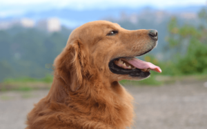 What Kind of Dog Is Cosmo the Spacedog? Breed Explained